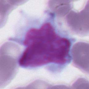 LOGY ATLAS | Clinical Morphology & Diagnostic Index