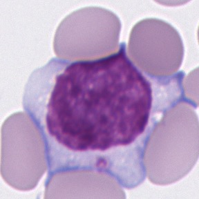 LOGY ATLAS | Clinical Morphology & Diagnostic Index
