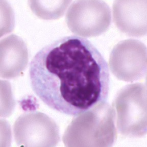 LOGY ATLAS | Clinical Morphology & Diagnostic Index