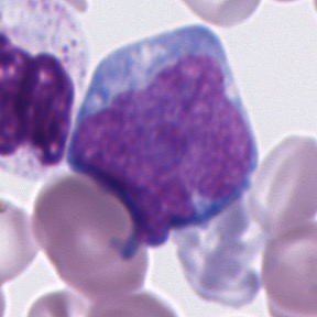 LOGY ATLAS | Clinical Morphology & Diagnostic Index