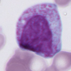 LOGY ATLAS | Clinical Morphology & Diagnostic Index
