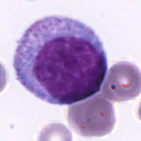 LOGY ATLAS | Clinical Morphology & Diagnostic Index